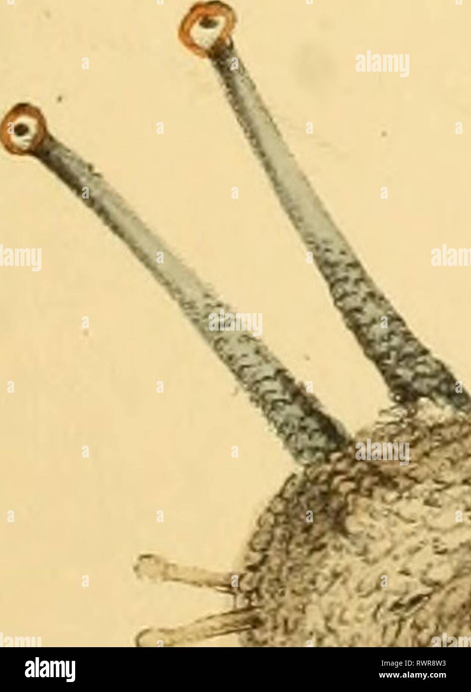 Bulimus hi-res stock photography and images - Alamy