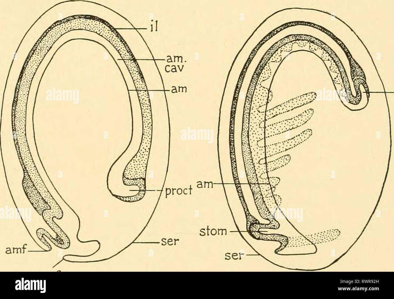 Amniotic cavity hi-res stock photography and images - Alamy