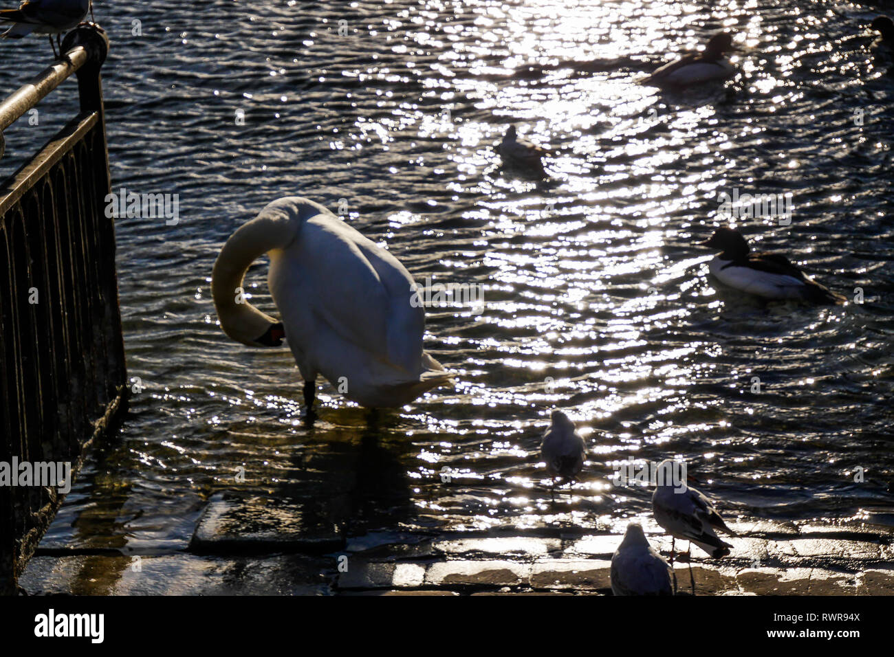 Swans, Leman Lake, Geneva, Swiss Stock Photo - Alamy