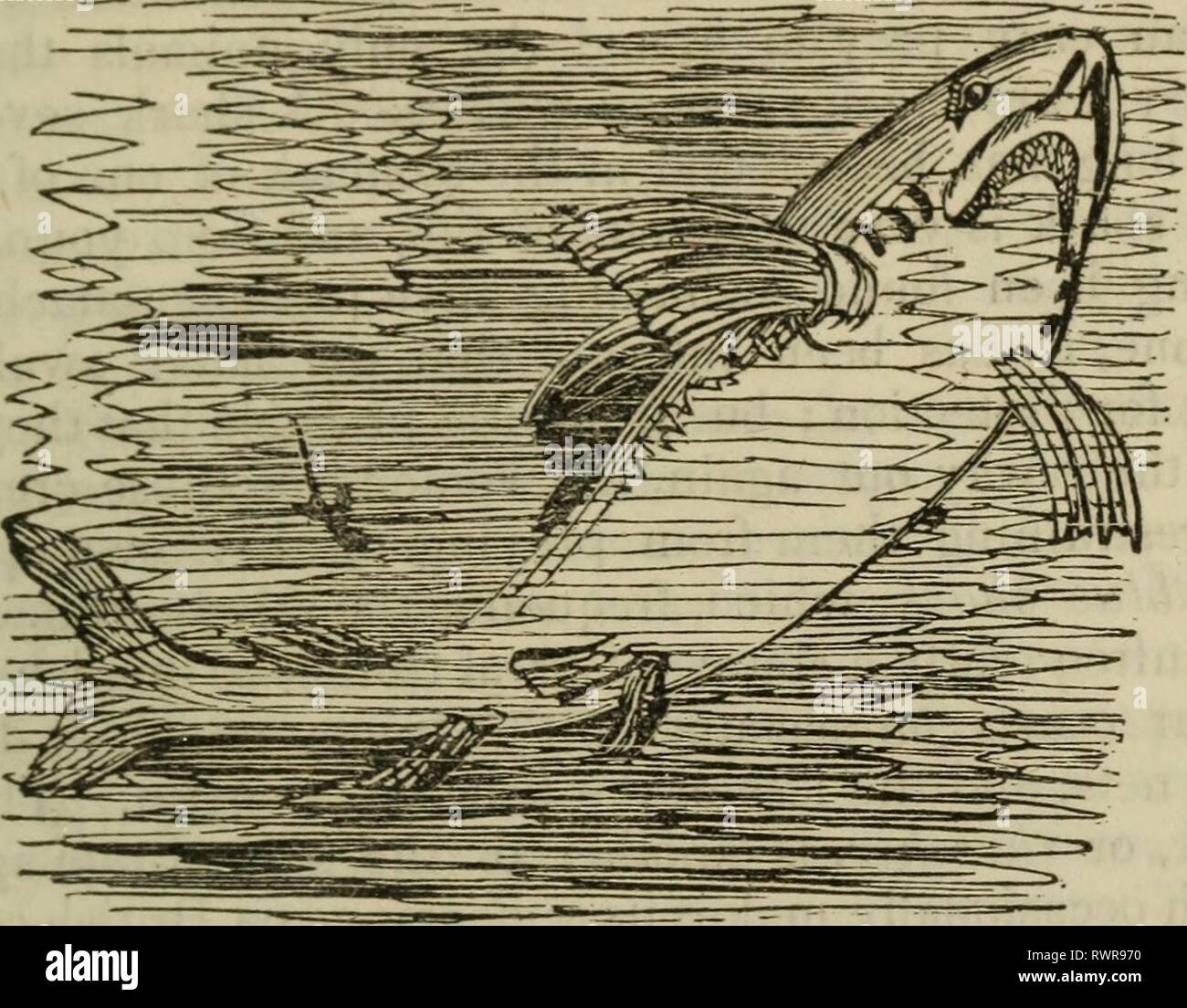 Elements of zoology, or, Natural Stock Photo - Alamy