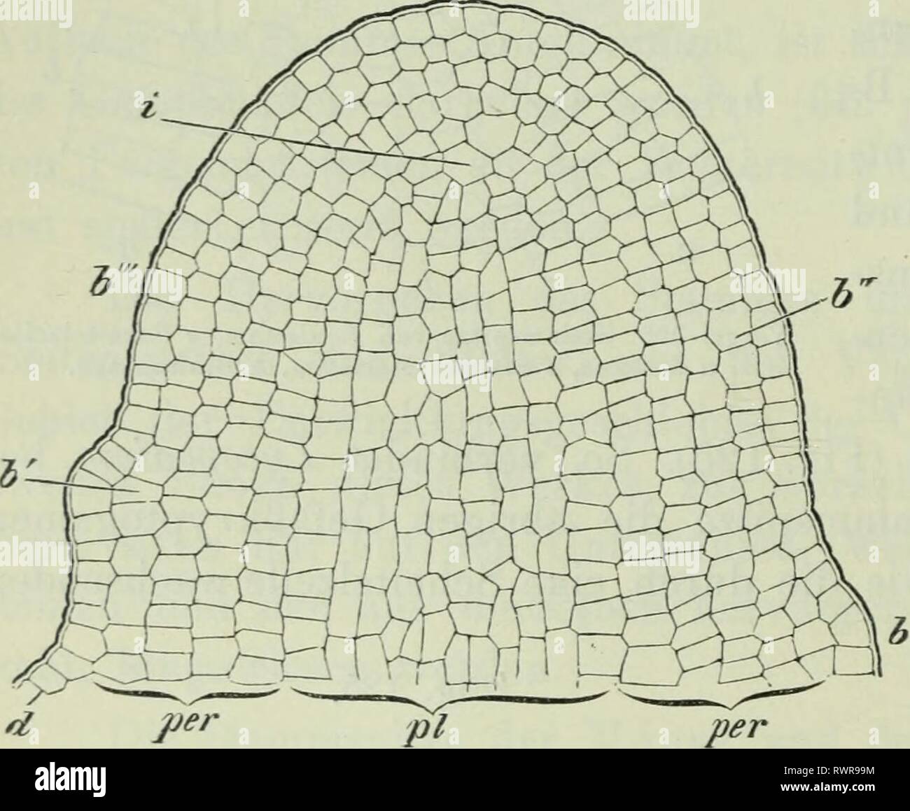 Elemente der wissenschaftlichen Botanik (1906 Stock Photo - Alamy