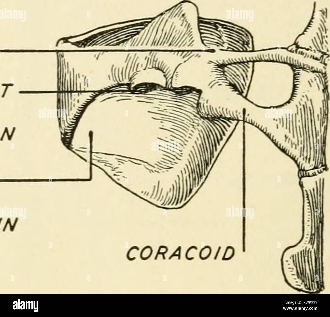 Coracoïd High Resolution Stock Photography and Images - Alamy