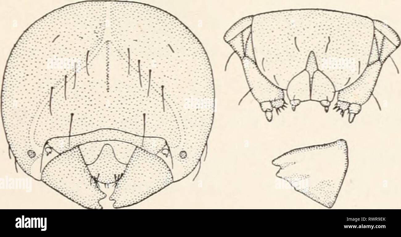 Elementary entomology ([c1912]) Elementary entomology ...