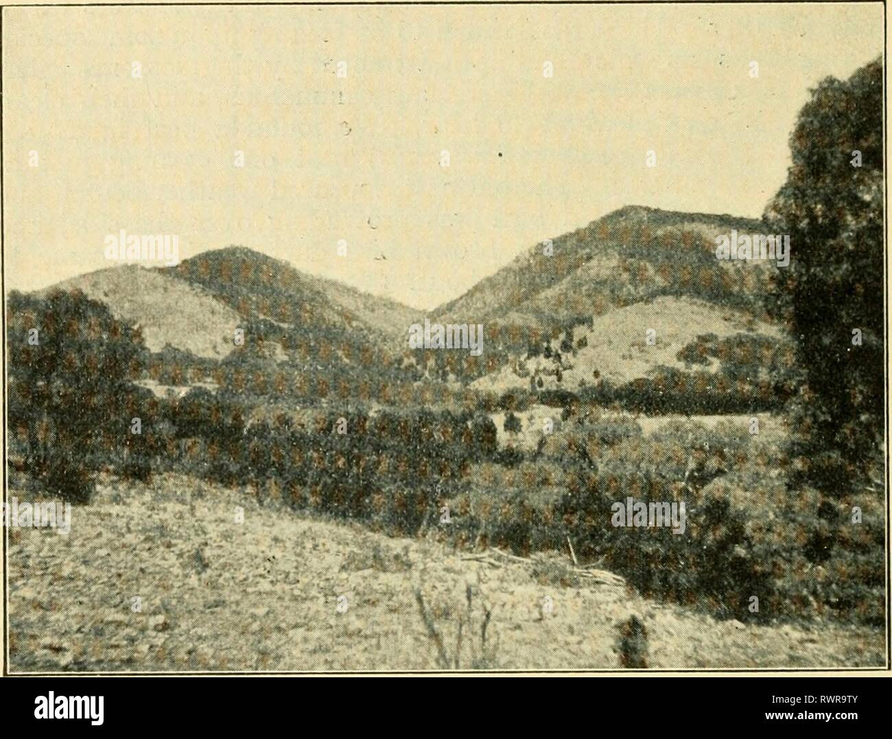 The Emu official organ Stock Photo - Alamy