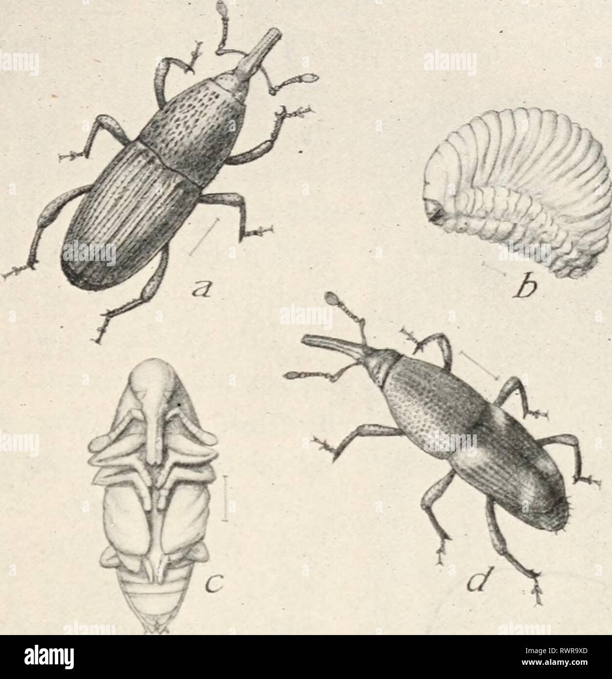 Elementary entomology ([c1912]) Elementary entomology ...