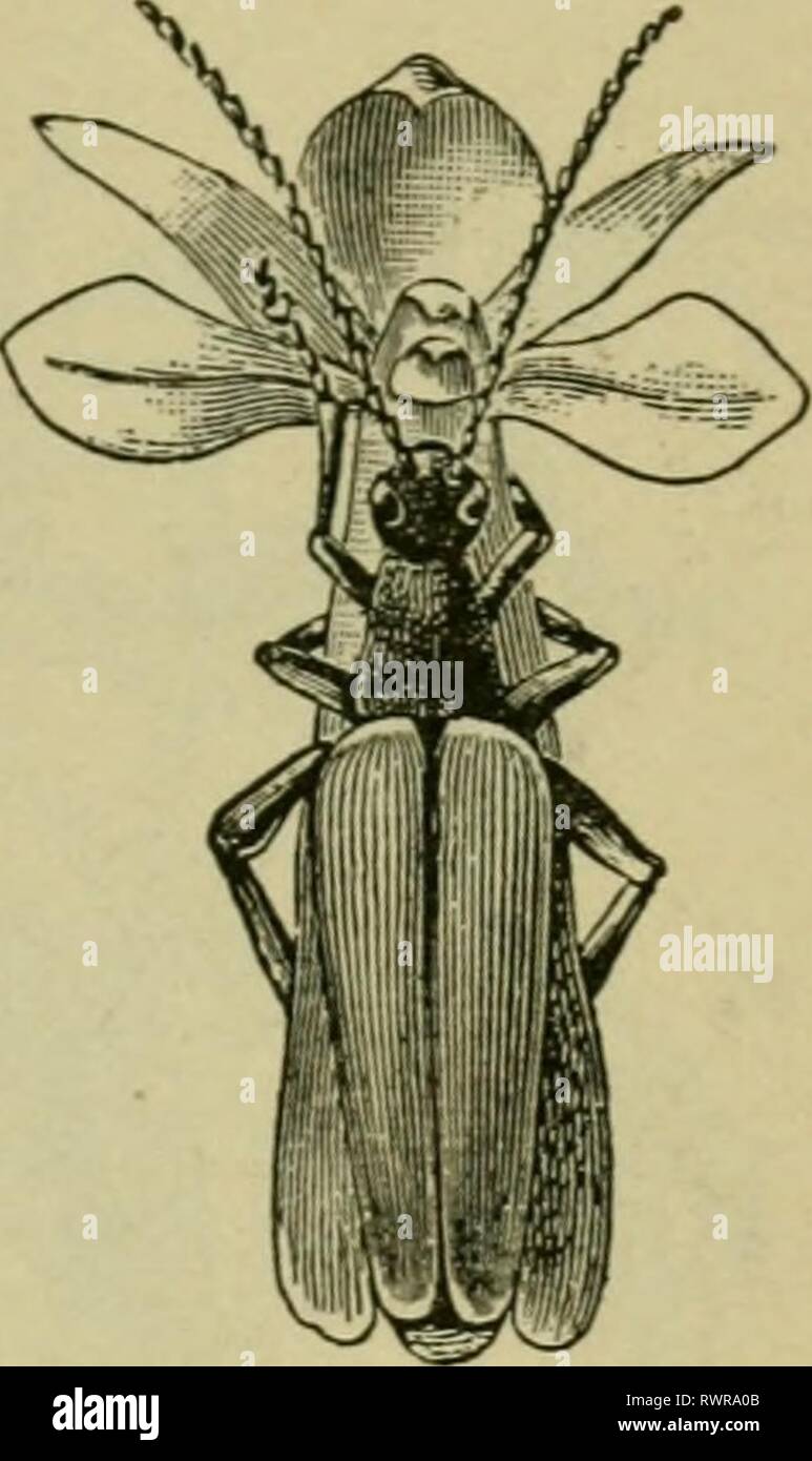 Elements of botany (1896 Stock Photo - Alamy