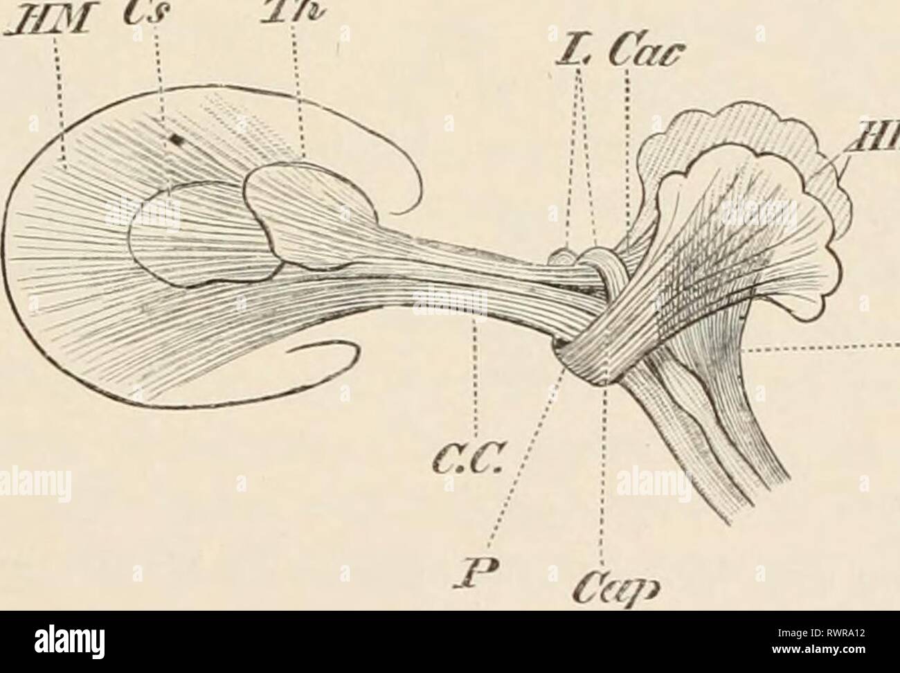 Elements of the comparative anatomy Stock Photo - Alamy