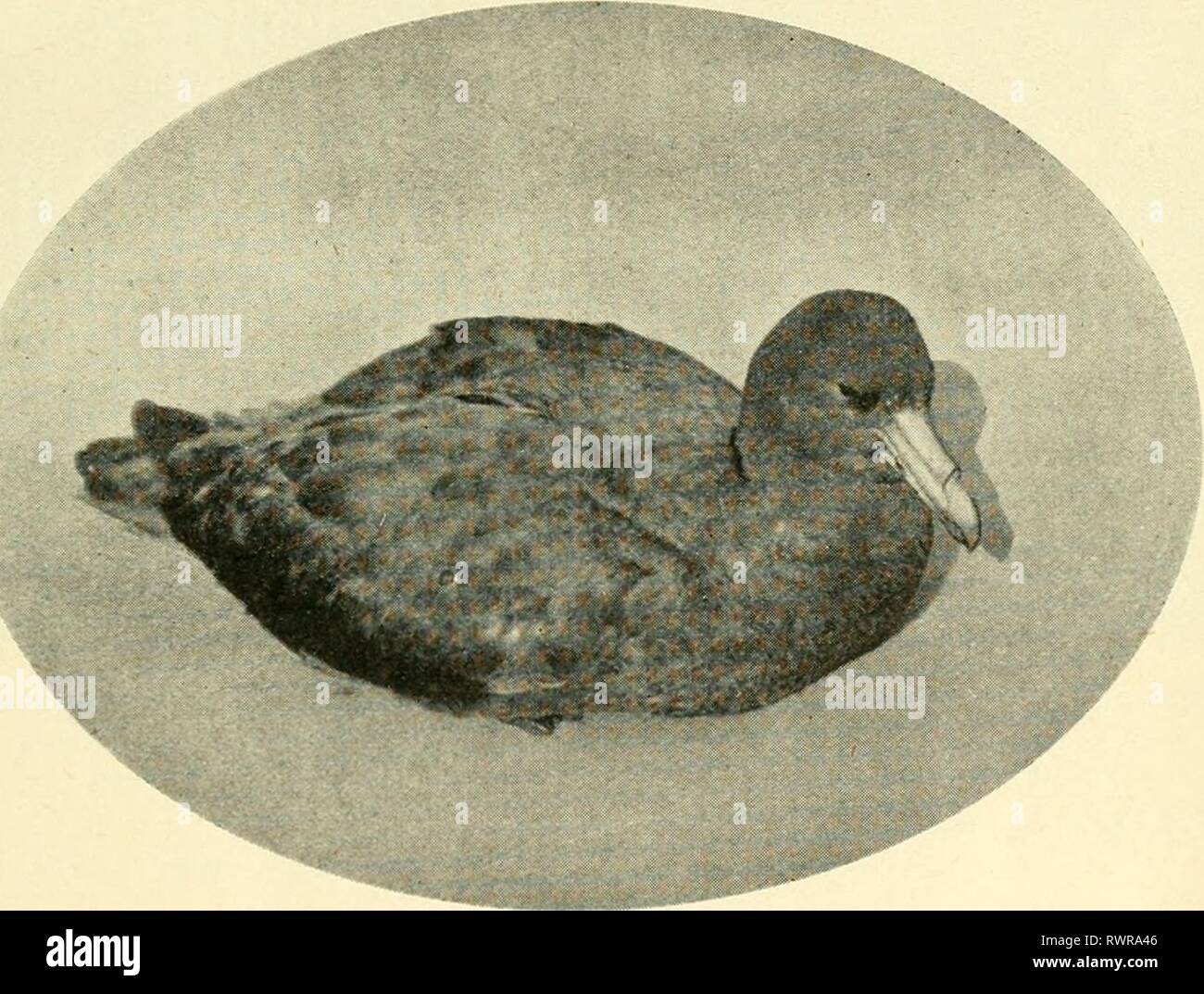 The Emu official organ Stock Photo - Alamy