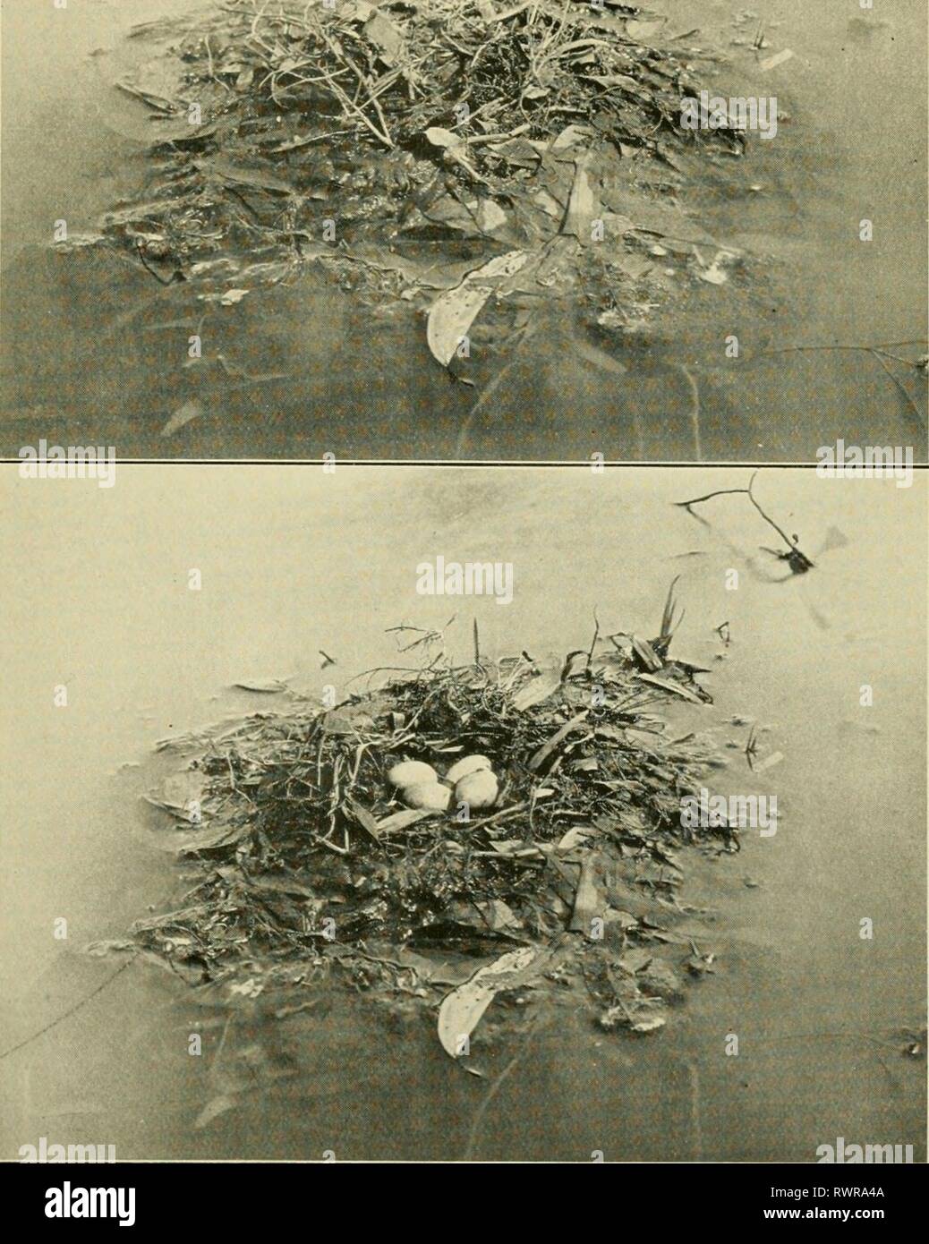 The Emu official organ Stock Photo - Alamy