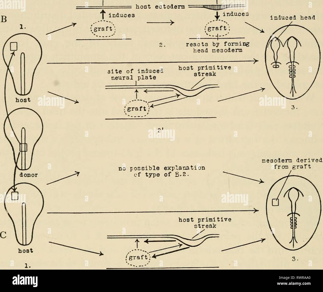 The elements of experimental embryology Stock Photo - Alamy