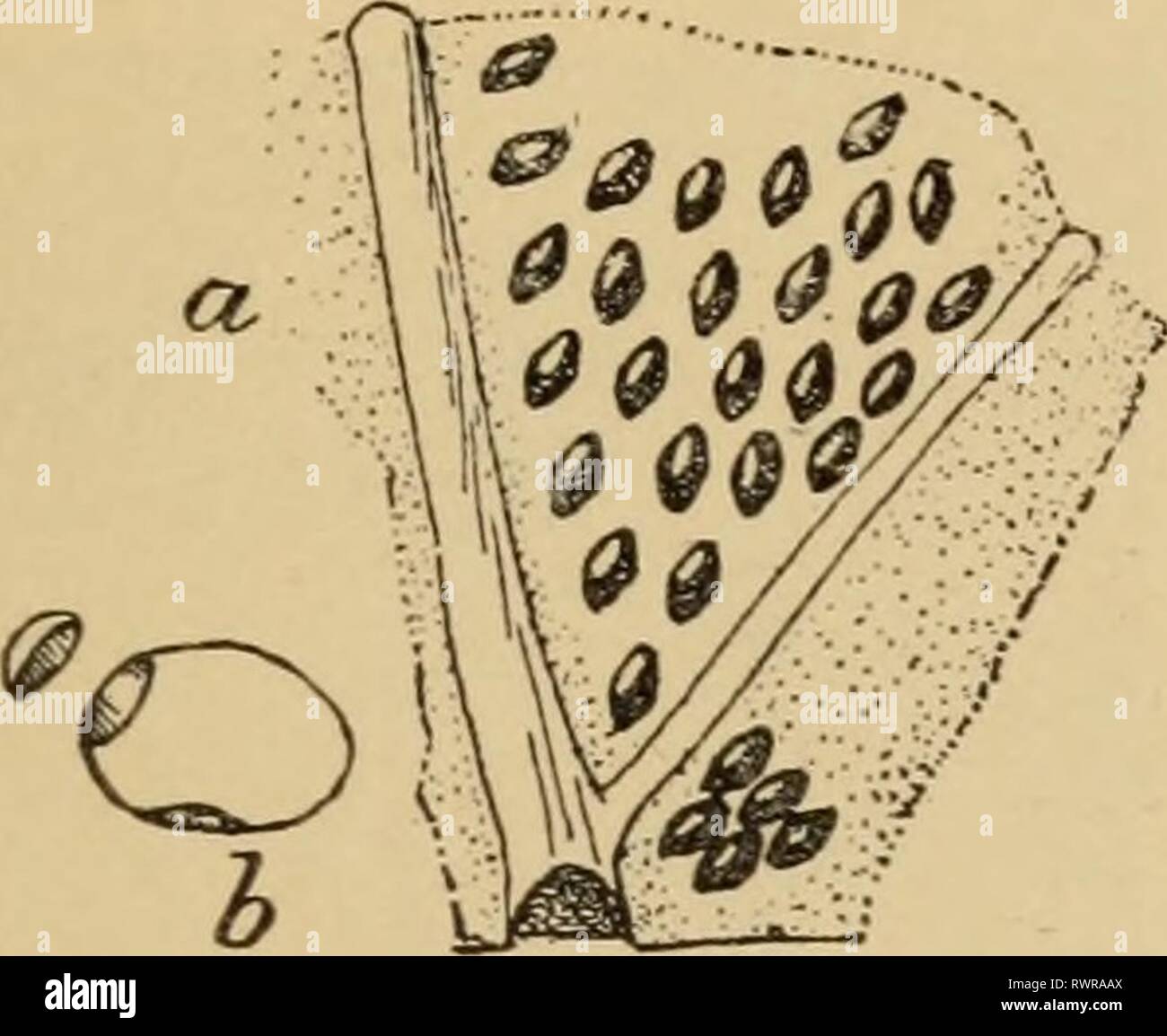 Elementary principles of agriculture; a Stock Photo - Alamy