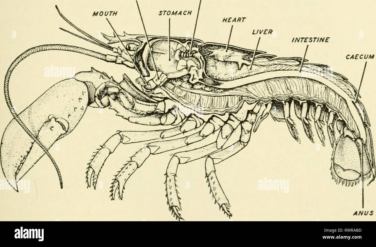 Elements of biology, with special Stock Photo - Alamy