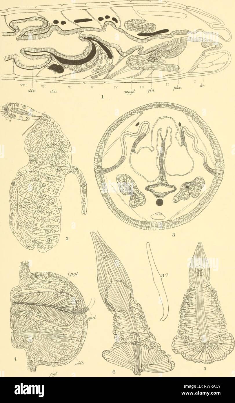 Enchytræidæ of the west coast Stock Photo - Alamy