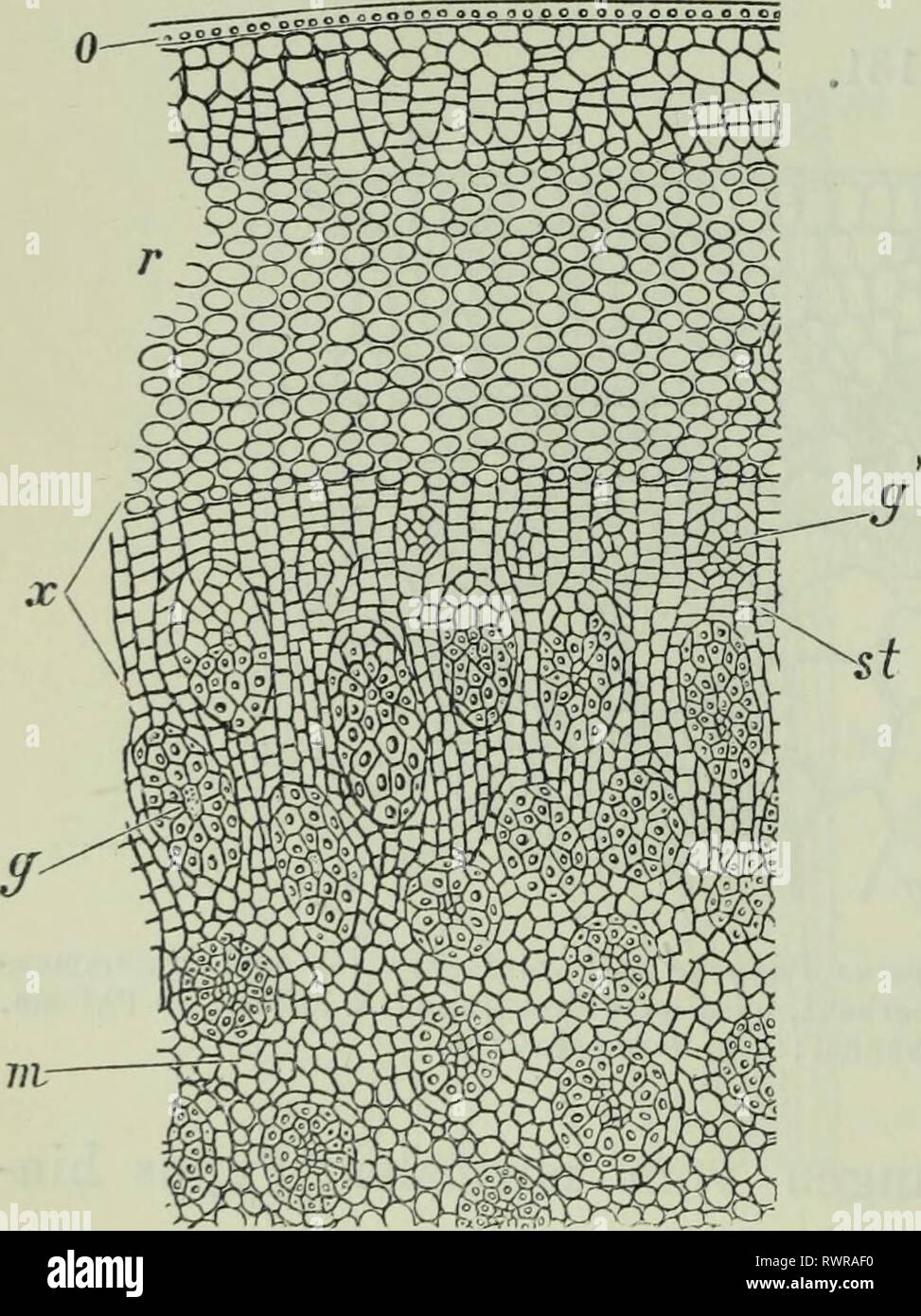 Elemente der wissenschaftlichen Botanik (1906 Stock Photo - Alamy