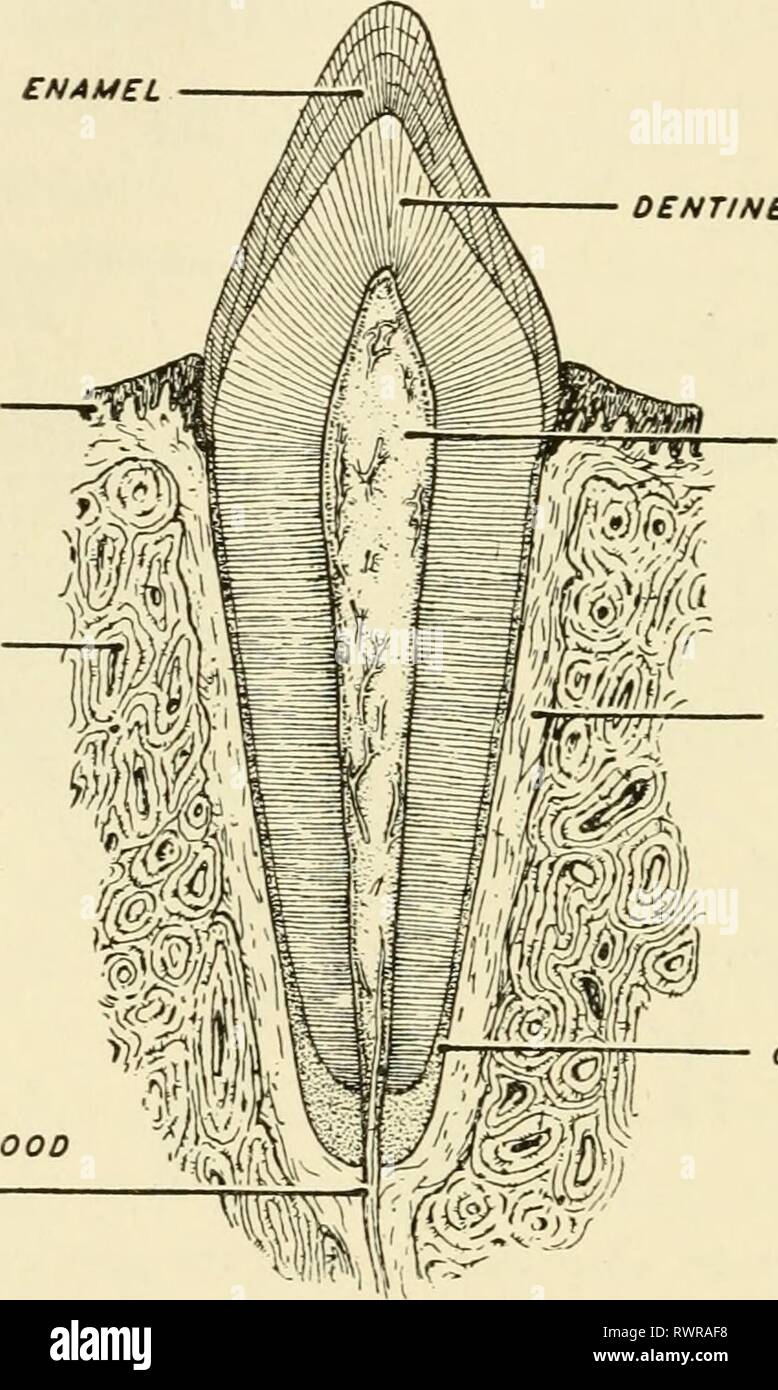 Elements of biology, with special Stock Photo - Alamy