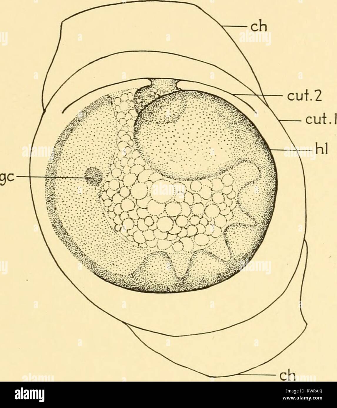 Embryology of insects and myriapods; Embryology of insects and ...