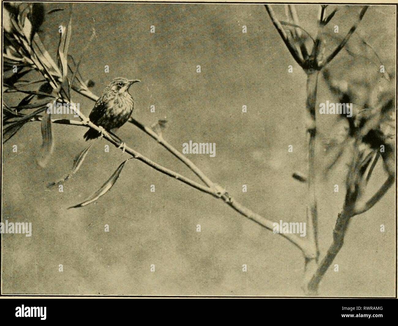 The Emu official organ Stock Photo - Alamy