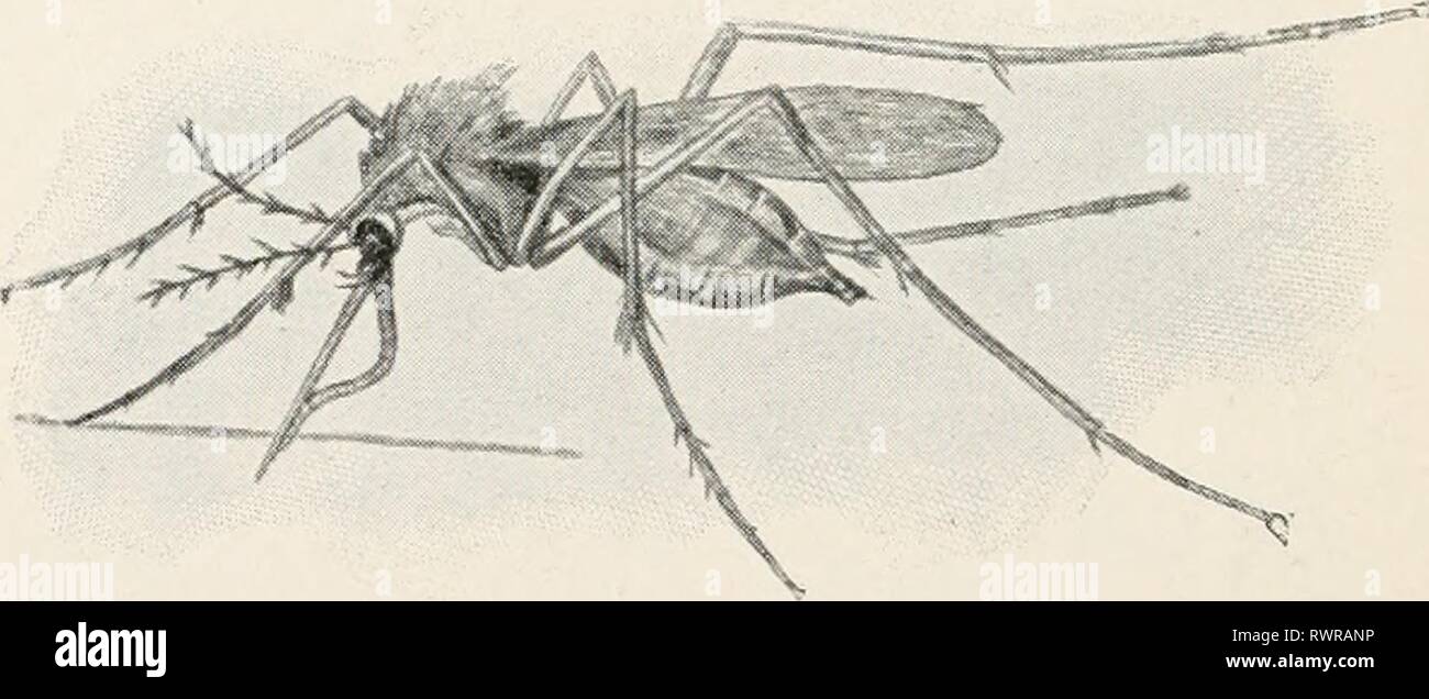 Spiracle Insect High Resolution Stock Photography and Images - Alamy