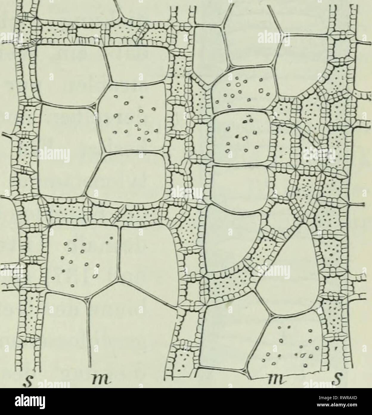 Elemente der wissenschaftlichen Botanik (1906 Stock Photo - Alamy