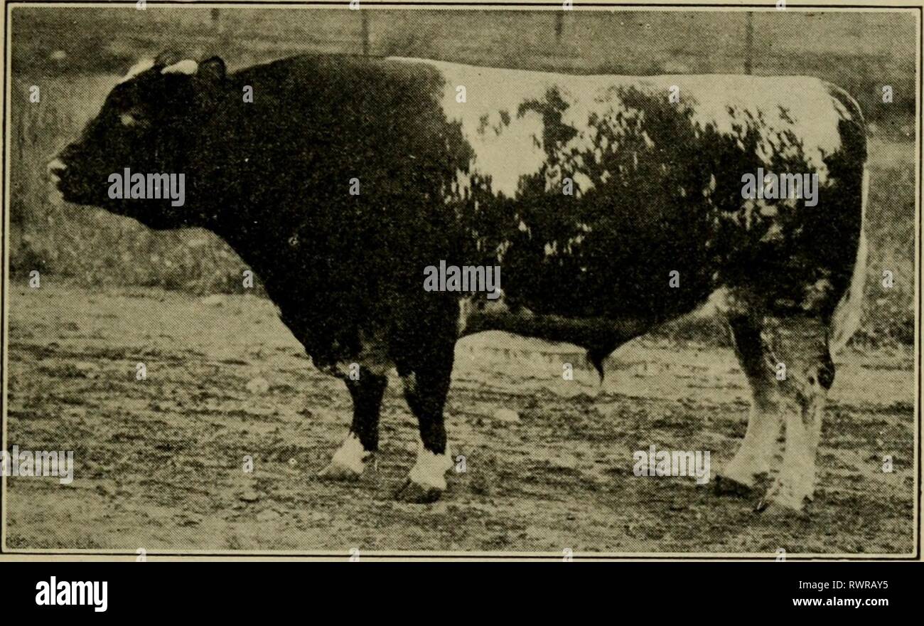 Pure bred beef cattle hi-res stock photography and images - Alamy