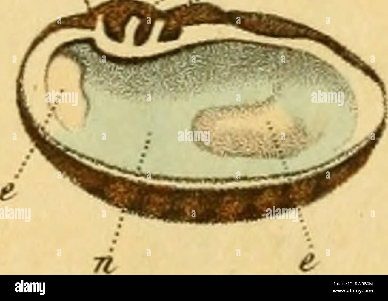 Conchology drawing hi-res stock photography and images - Alamy