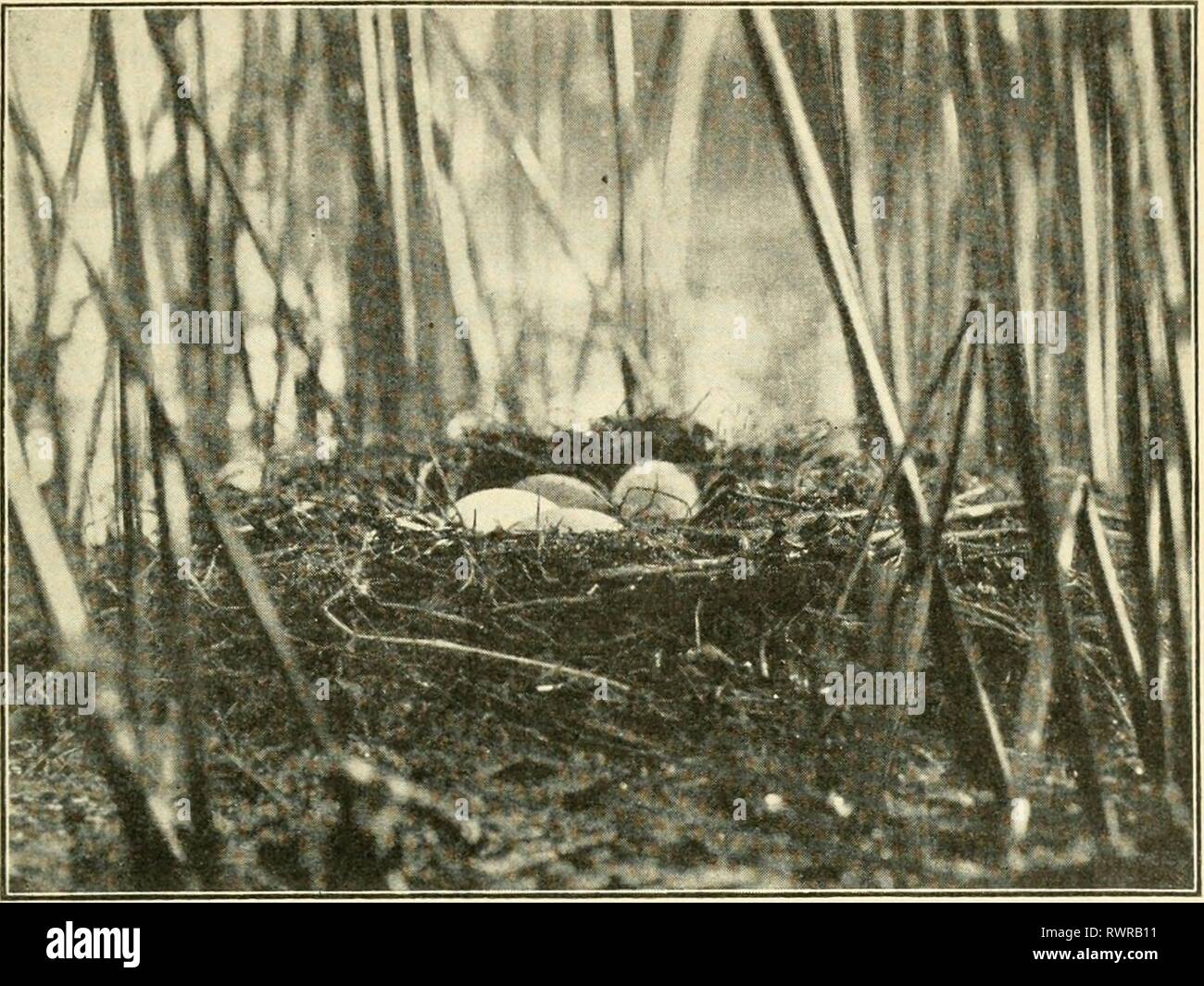 The Emu official organ Stock Photo - Alamy