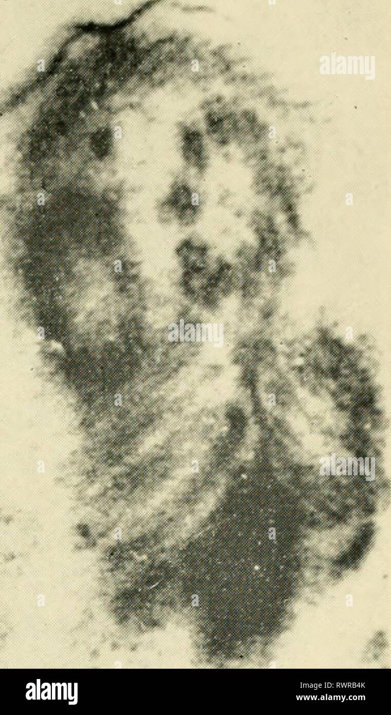 Electron-microscopic structure of protozoa (1963 Stock Photo - Alamy