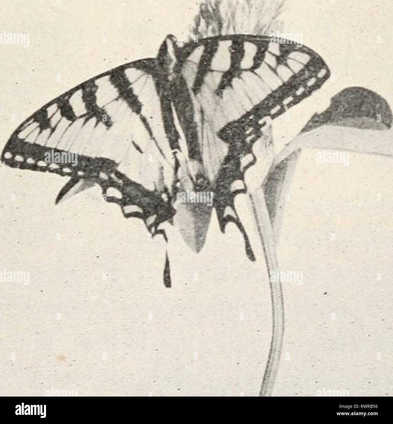 Elementary entomology ([c1912]) Elementary entomology ...