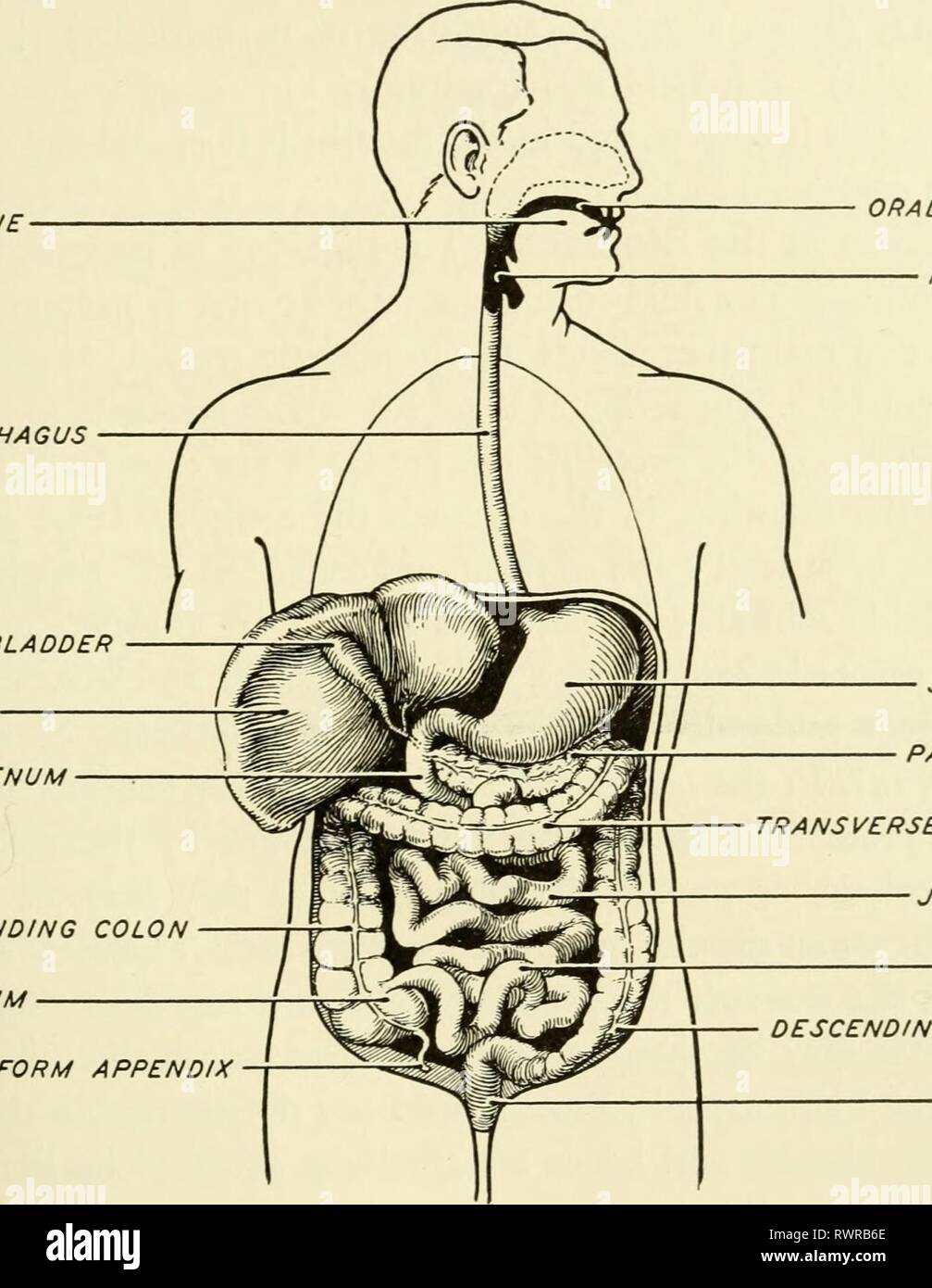 Elements of biology, with special Stock Photo - Alamy