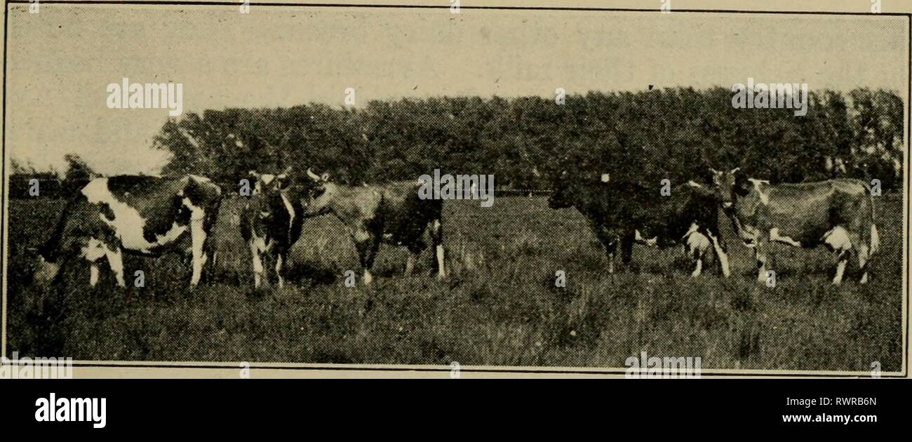Channel island cattle breed hi-res stock photography and images - Alamy