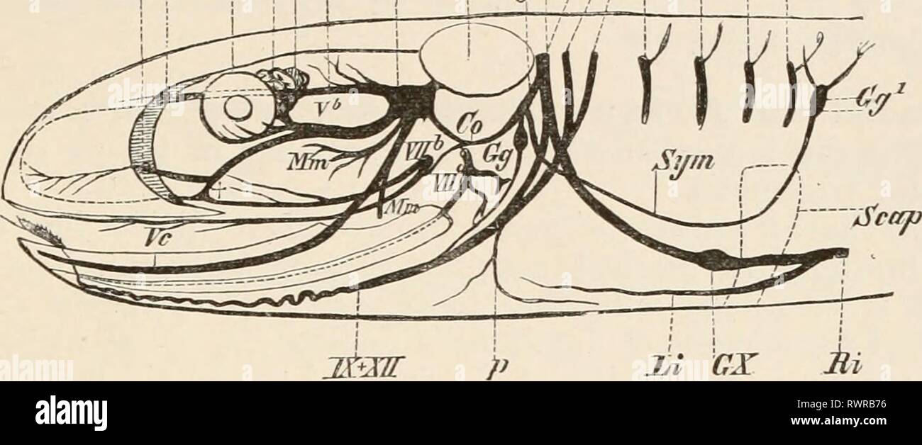 Elements of the comparative anatomy Stock Photo - Alamy