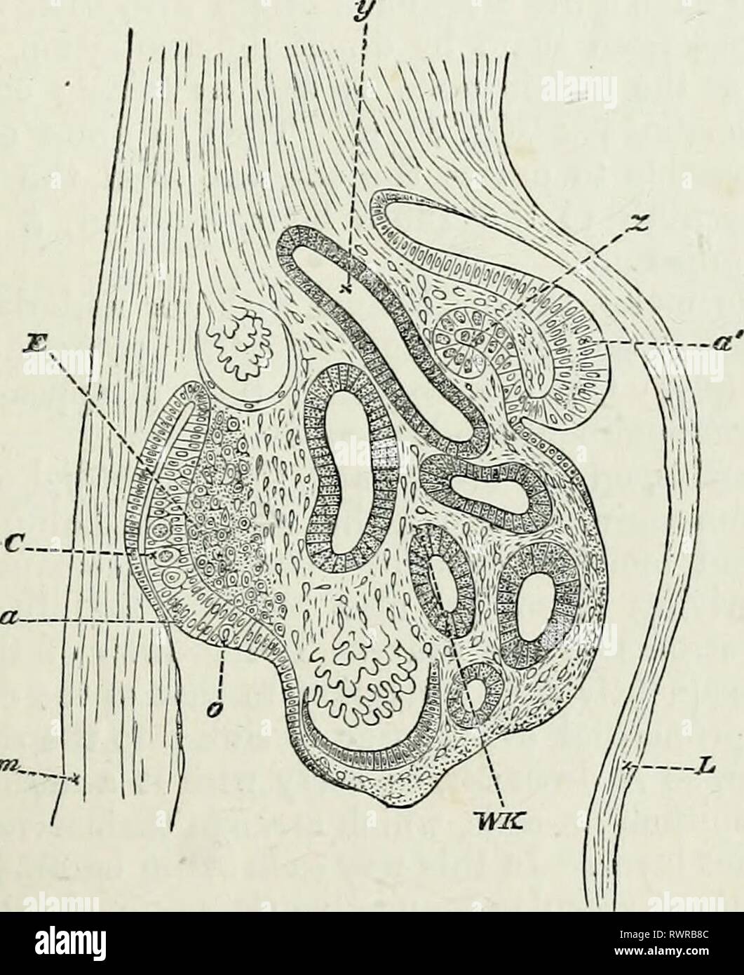 The elements of Embryology, (1874) The elements of Embryology ...
