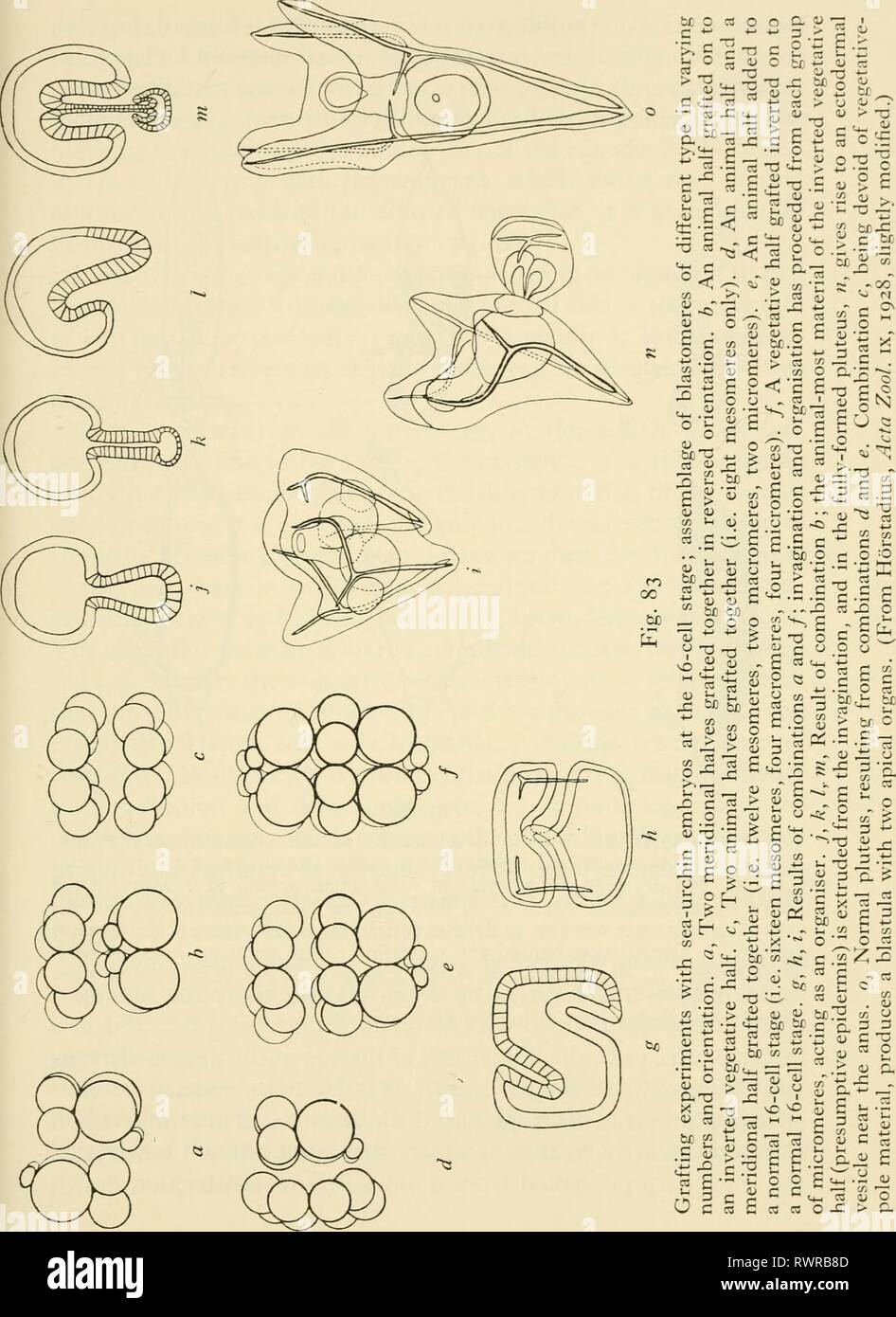 The elements of experimental embryology Stock Photo - Alamy