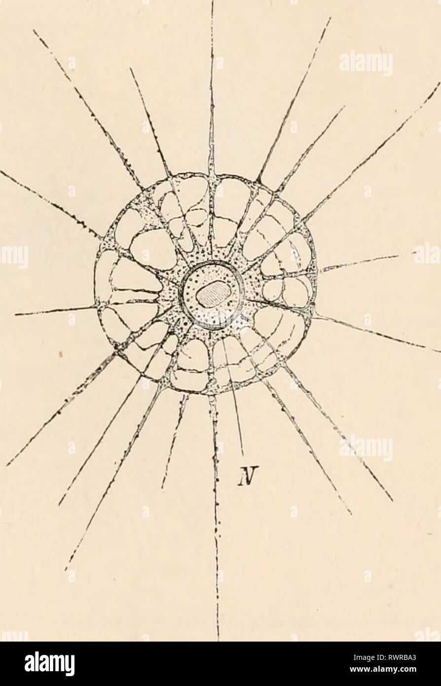 Cyclostoma hi-res stock photography and images - Alamy