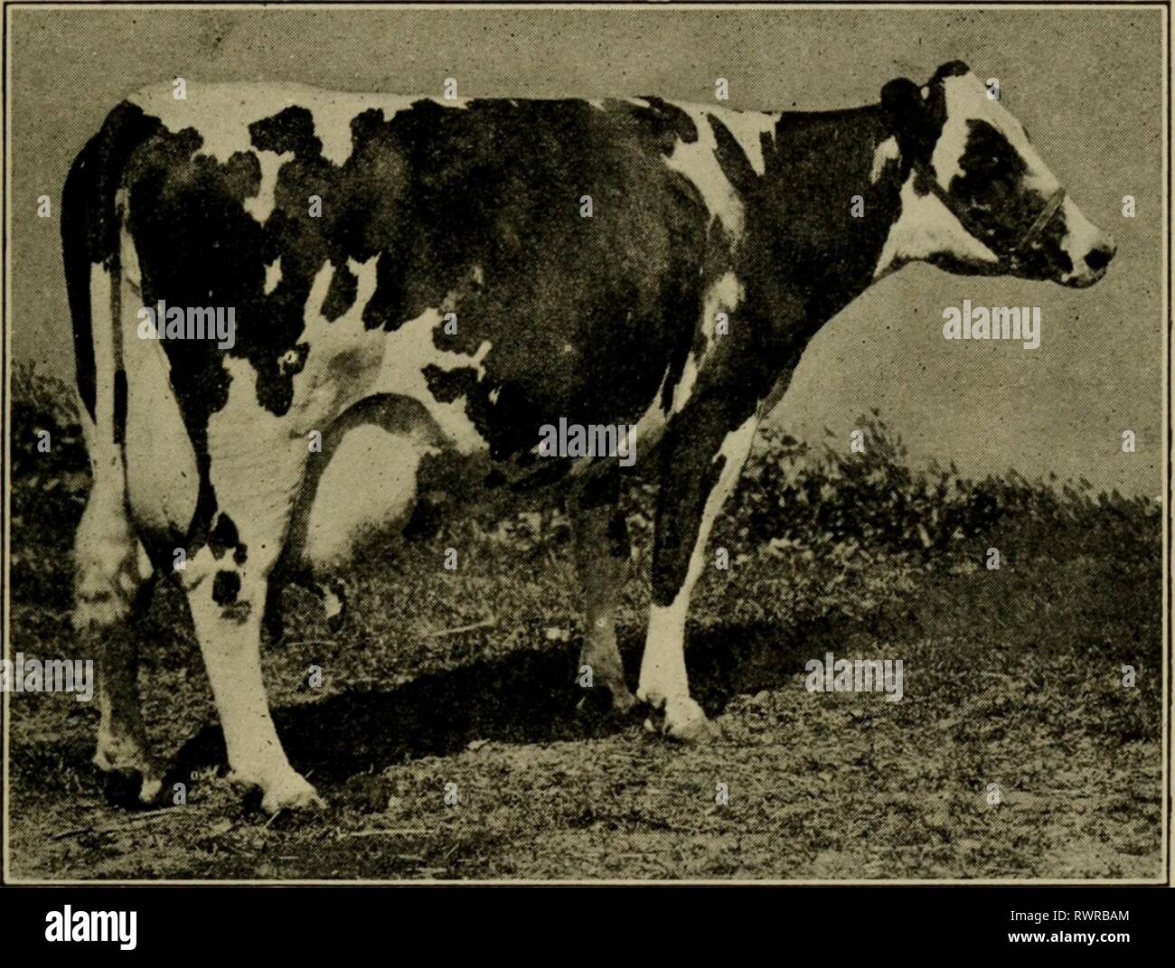 Pure bred beef cattle hi-res stock photography and images - Alamy