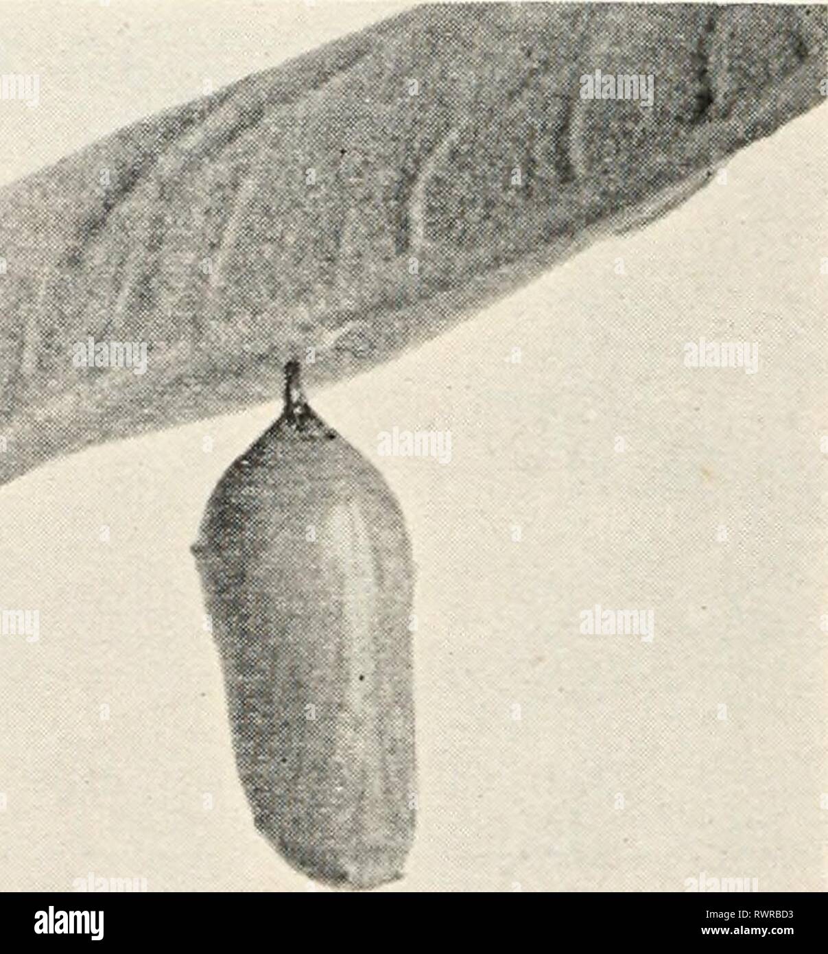 Elementary entomology ([c1912]) Elementary entomology ...