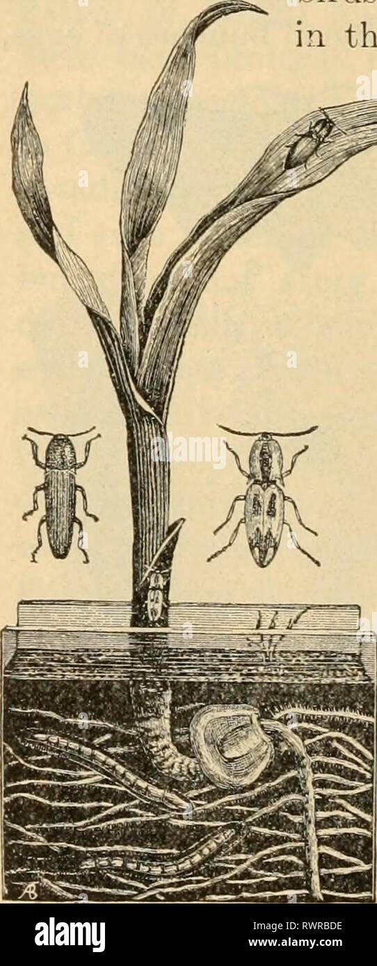 Elementary principles of agriculture Stock Photo - Alamy