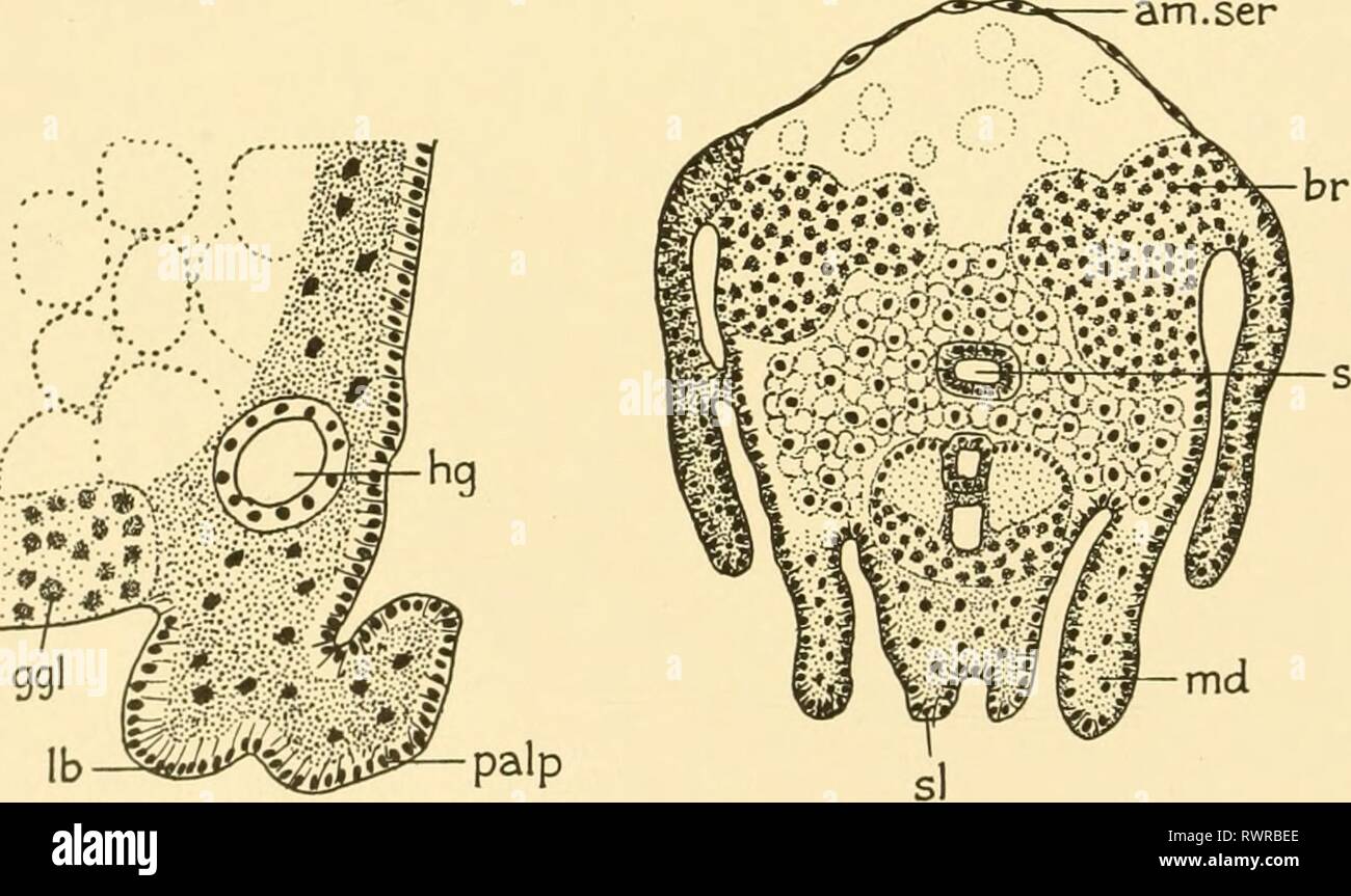 Embryology of insects and myriapods; Embryology of insects and ...