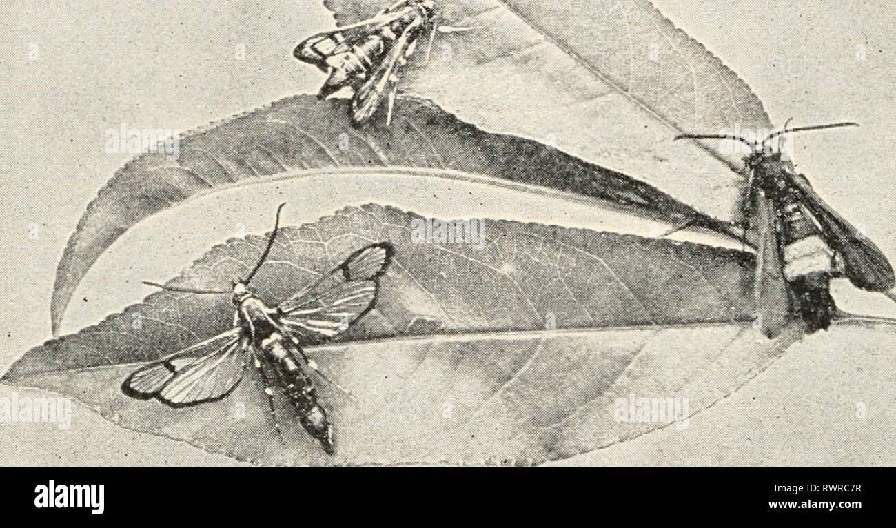 Peach borer hi-res stock photography and images - Alamy