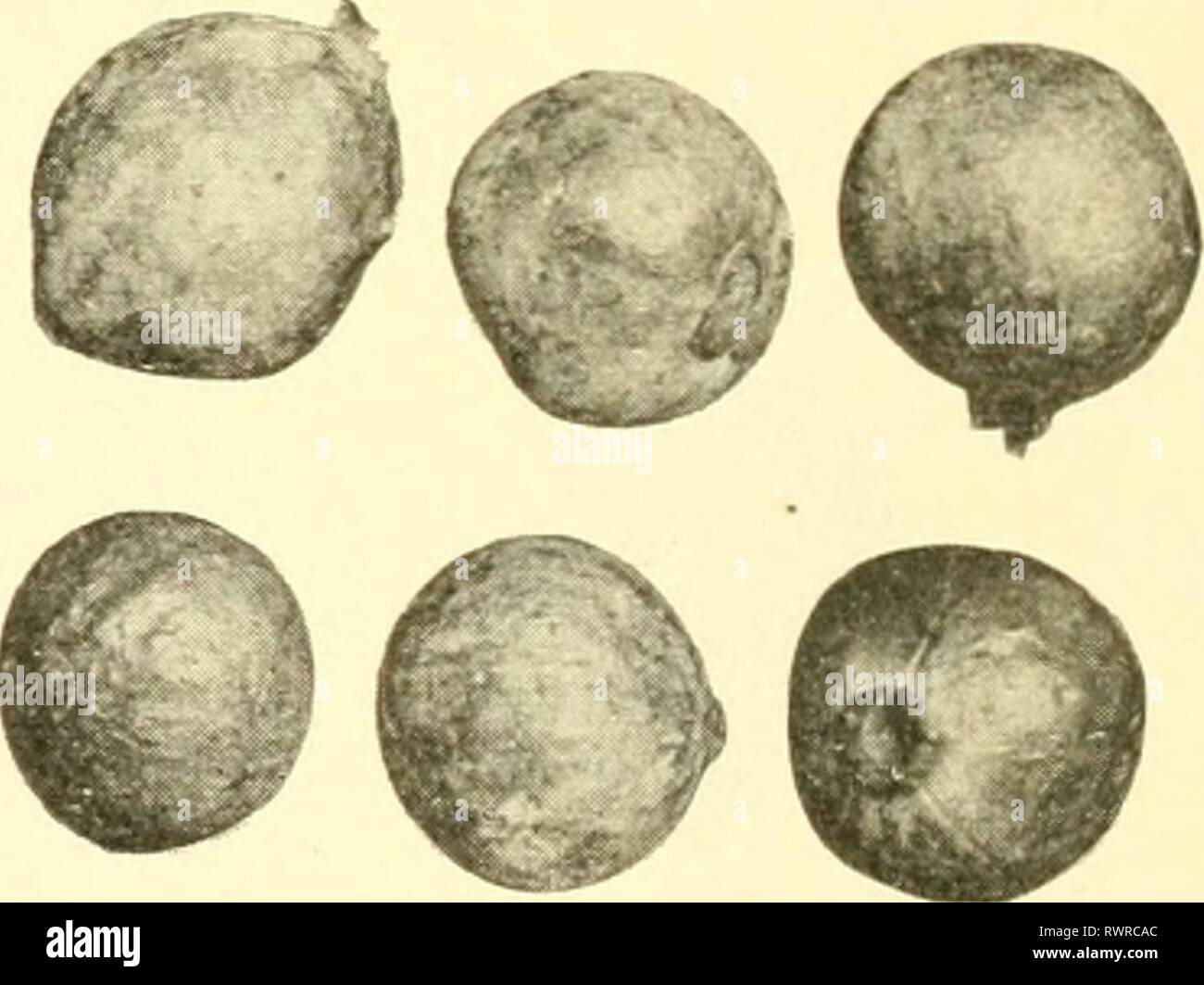 Elements of Philippine agriculture (1908 Stock Photo - Alamy