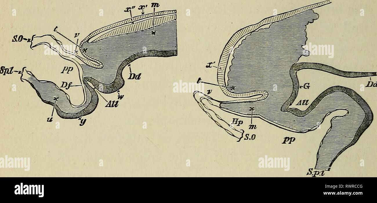 The elements of embryology (1883 Stock Photo - Alamy