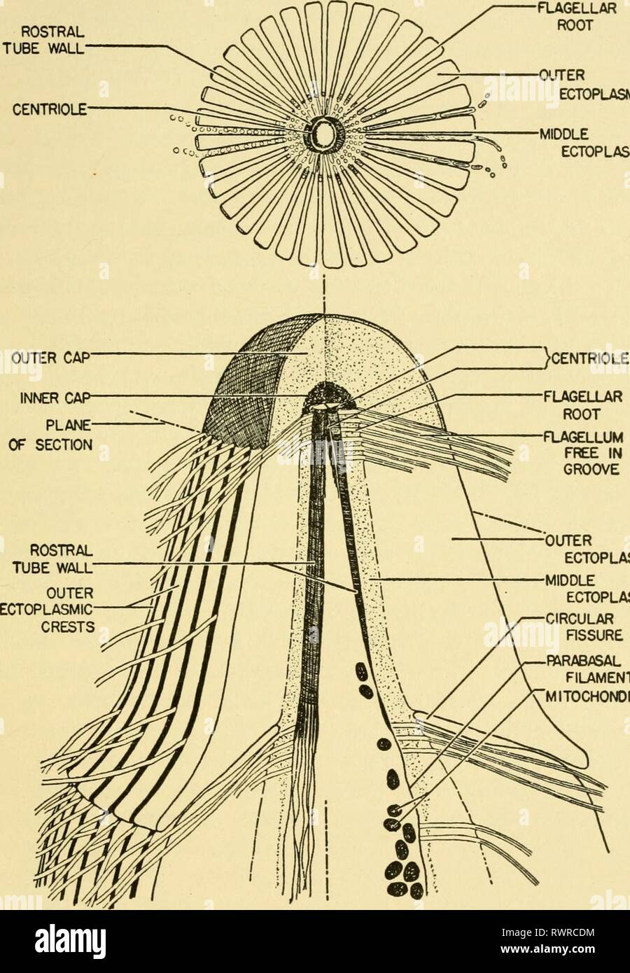 Electron-microscopic structure of protozoa (1963 Stock Photo - Alamy