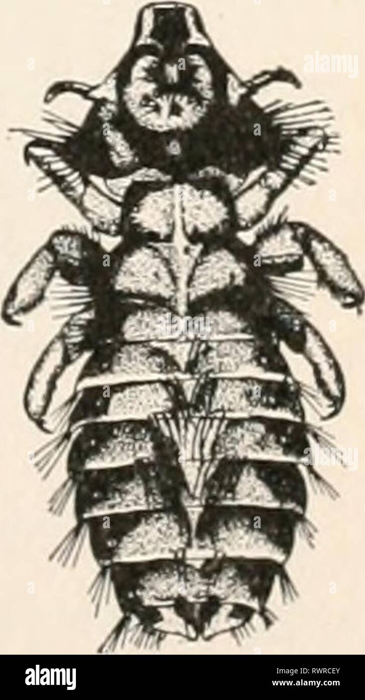 Bird louse hi-res stock photography and images - Alamy