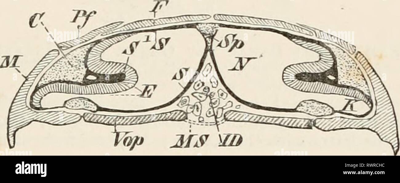 Elements of the comparative anatomy Stock Photo - Alamy