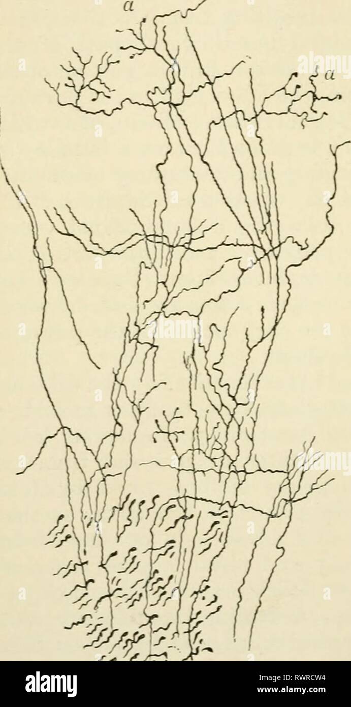 Igo limited hi-res stock photography and images - Alamy