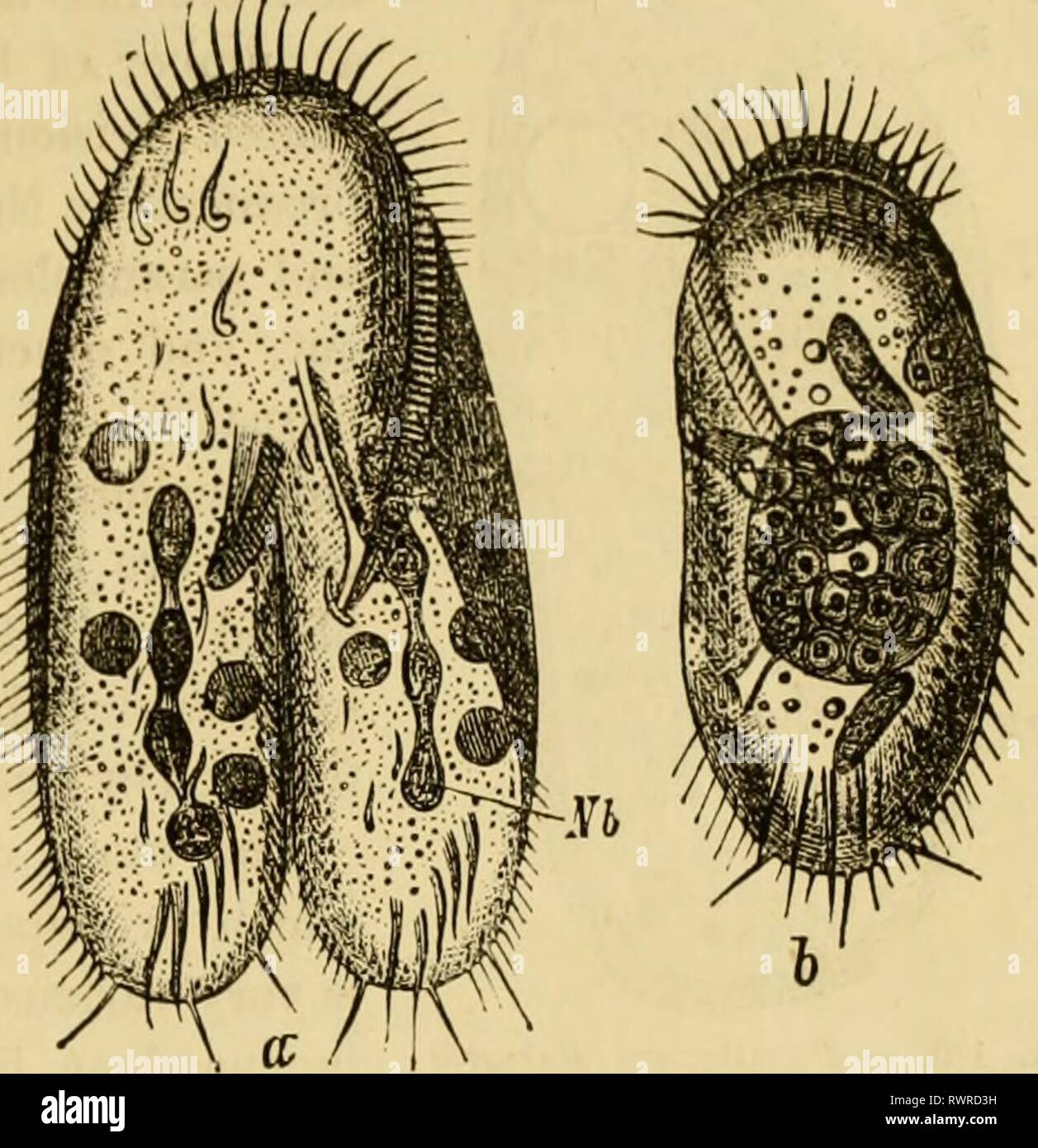 Stylonychia Diagram