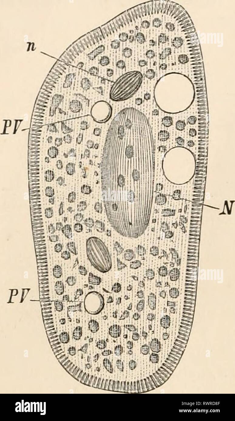 Nucleus size hi-res stock photography and images - Alamy