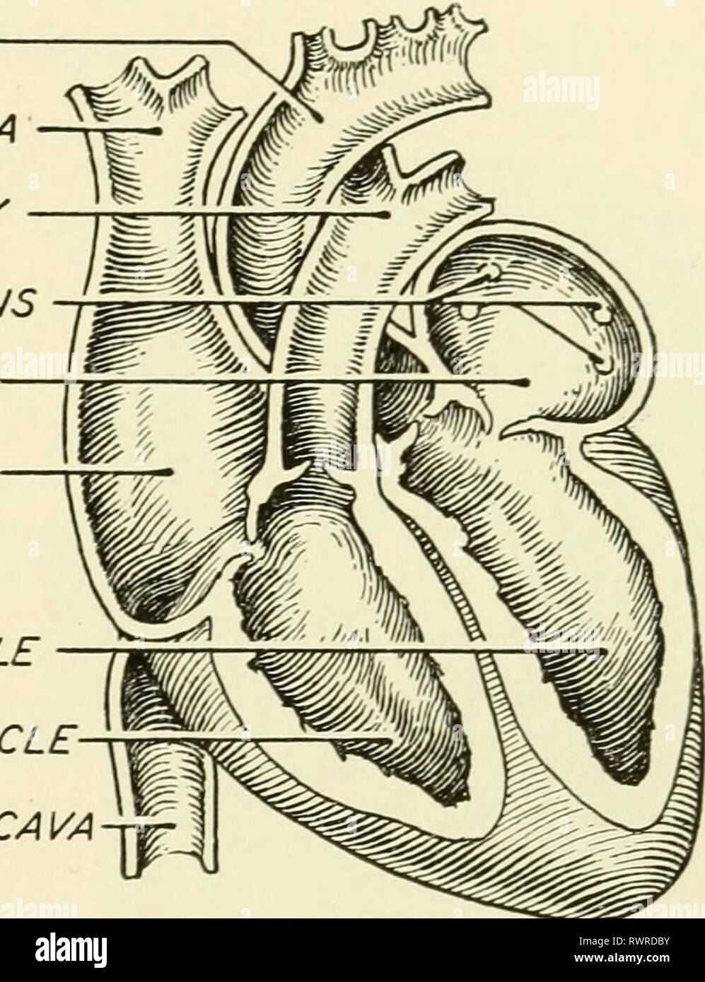 Elements of biology, with special Stock Photo - Alamy