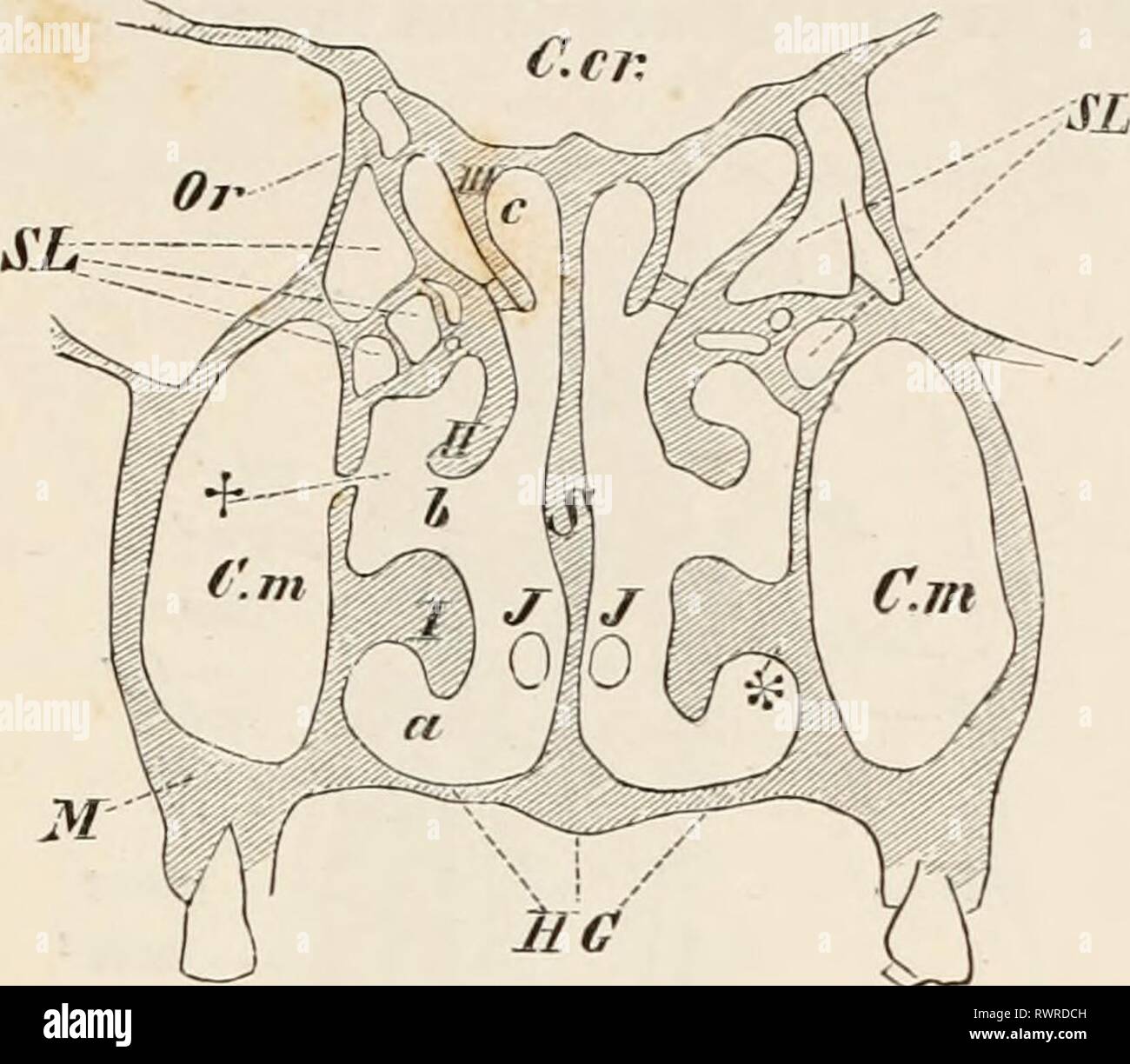 Elements of the comparative anatomy Stock Photo - Alamy