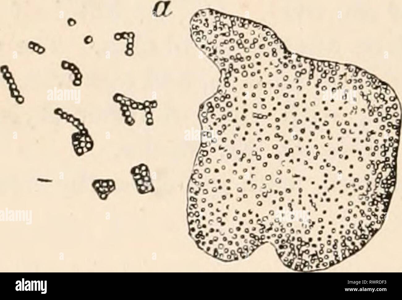 Putrefying hi-res stock photography and images - Alamy